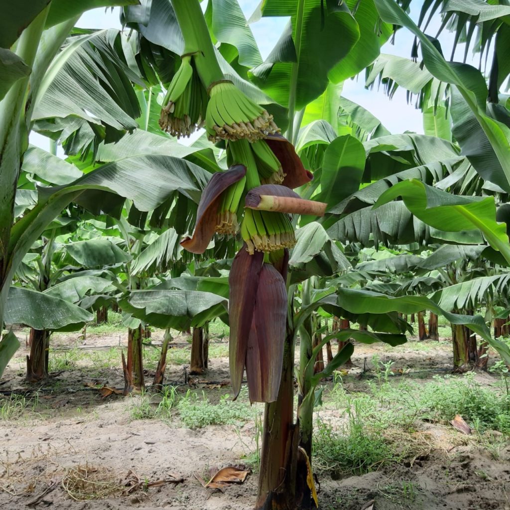Racimo en crecimiento banano – Bananotecnia