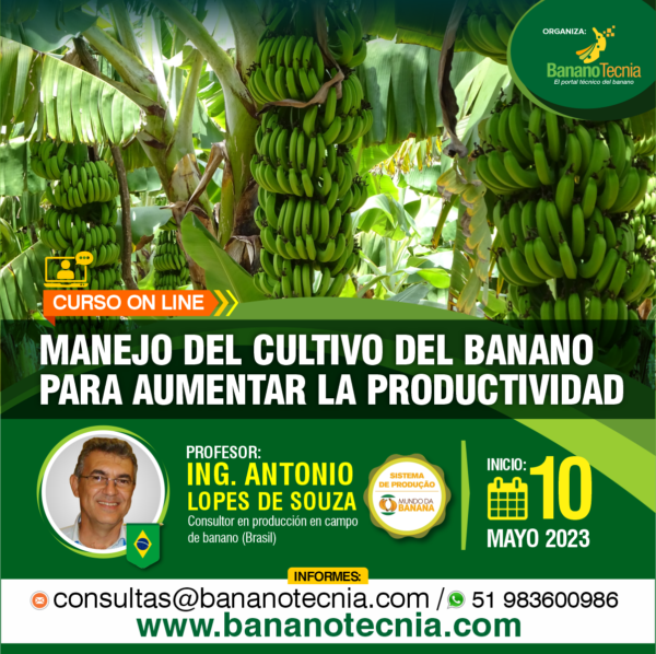 Curso online: Manejo del cultivo del banano para aumentar la ...
