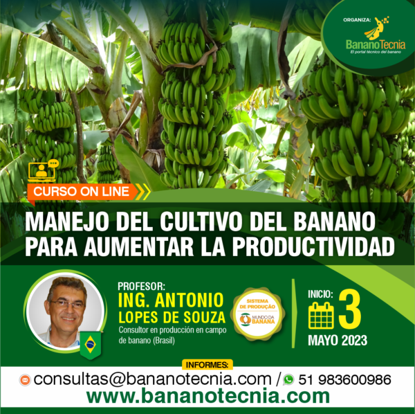 Curso manejo del cultivo de banano para productividad – Bananotecnia